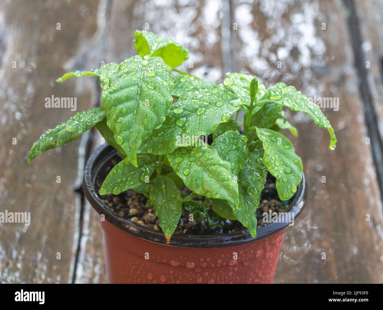 Rain tree seedling hi-res stock photography and images - Alamy