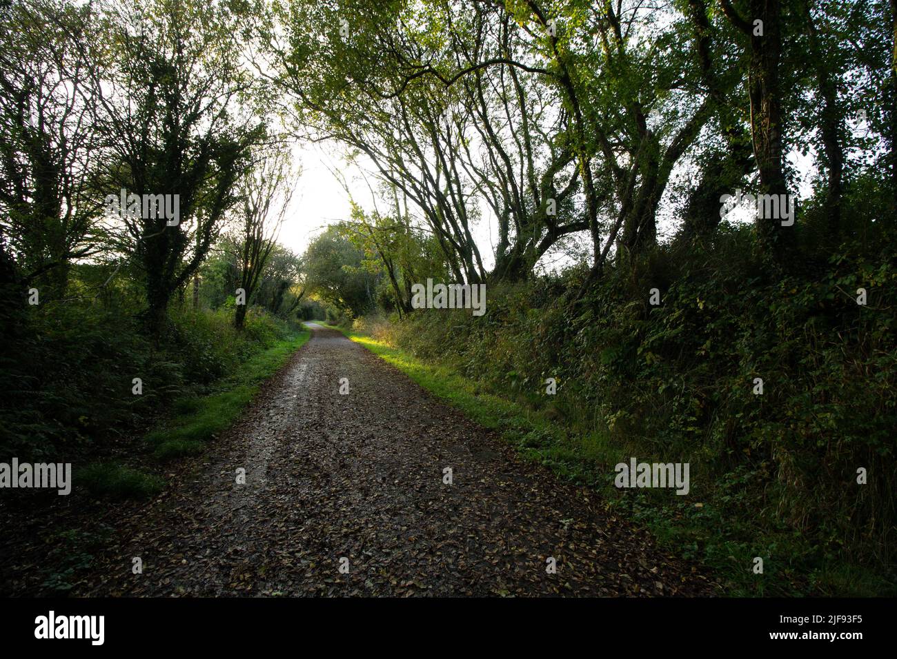 cycle path on an old railway track in Devon with trees overhanging the ...