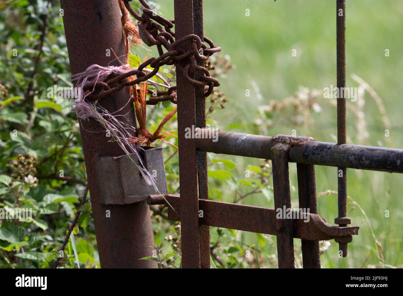 old metal gate with chain and string with cobwebs and wild flowers ...