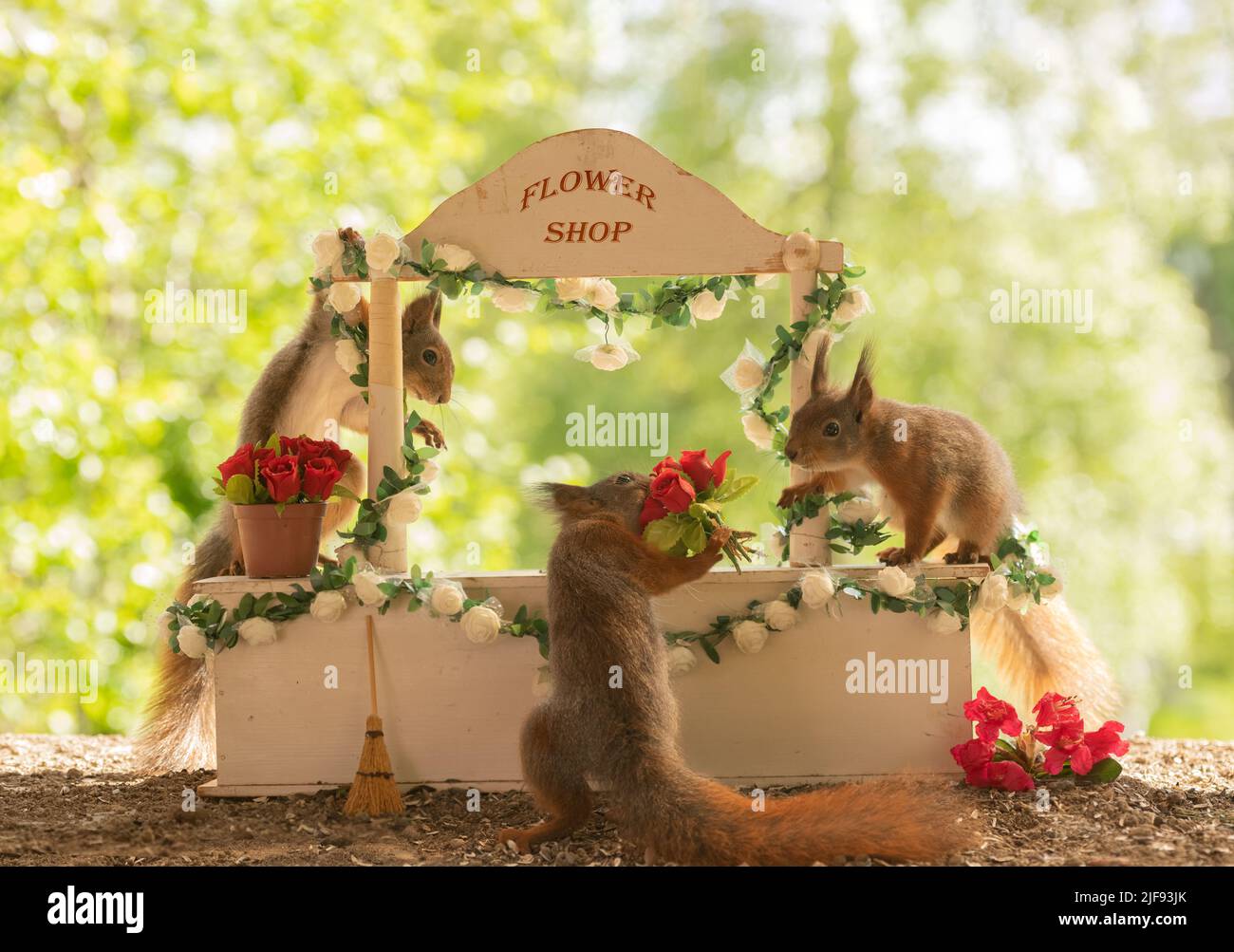 Red squirrels with a rose hi-res stock photography and images - Alamy