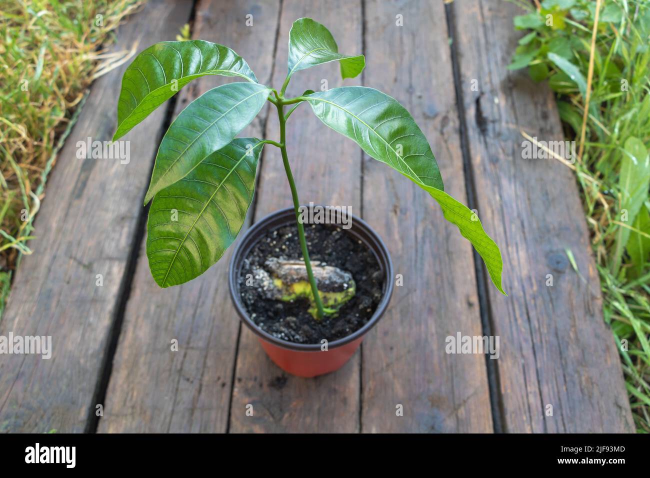 Mango tree in pot hi-res stock photography and images - Alamy