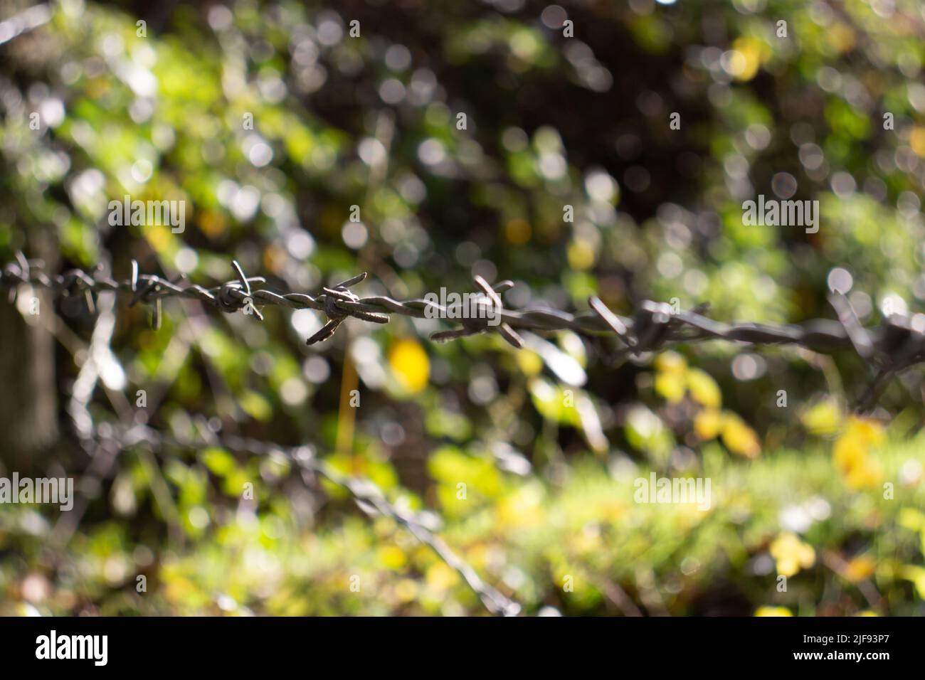 single strand of barbed wire isolated on a natural green background ...