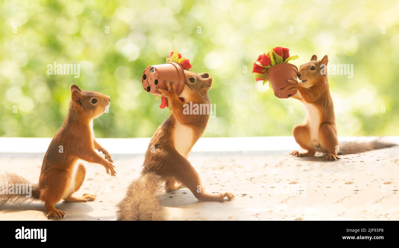 Red squirrels with a rose hi-res stock photography and images - Alamy