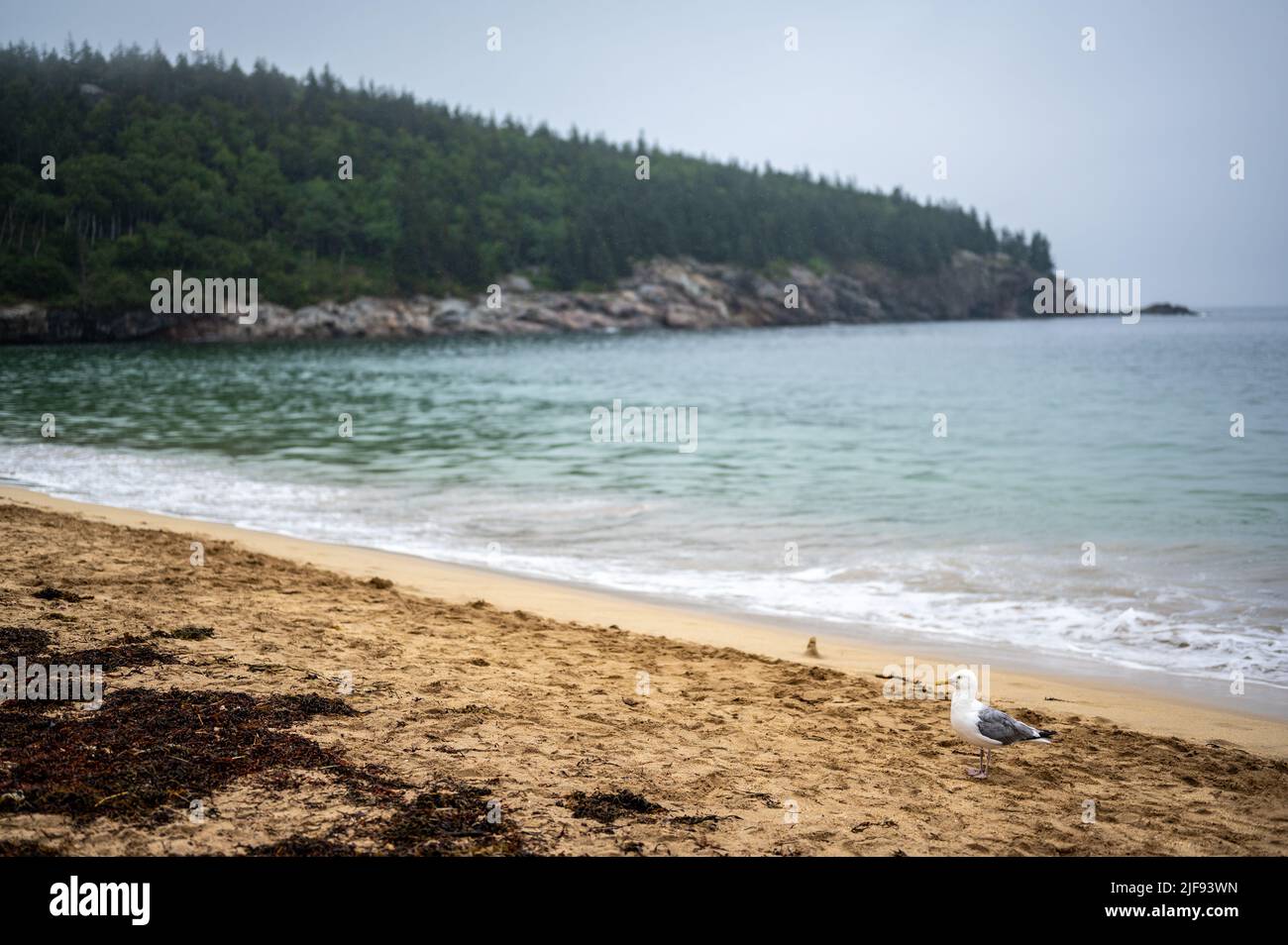 Sand Beach of Acadia National Park on east side of Mount Desert Island ...