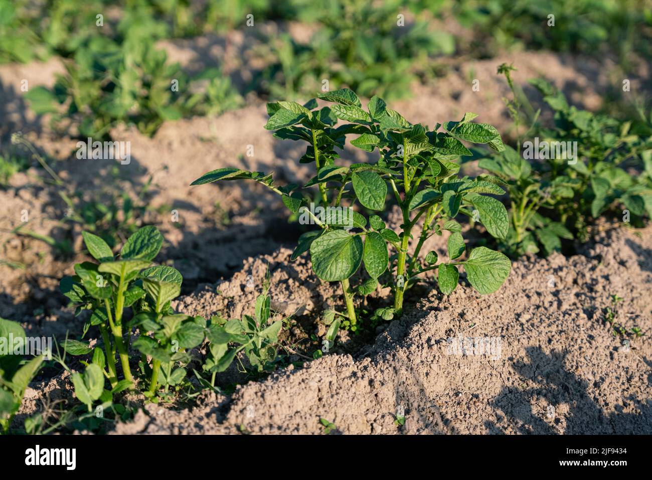 Earthing up potatoes hi-res stock photography and images - Alamy