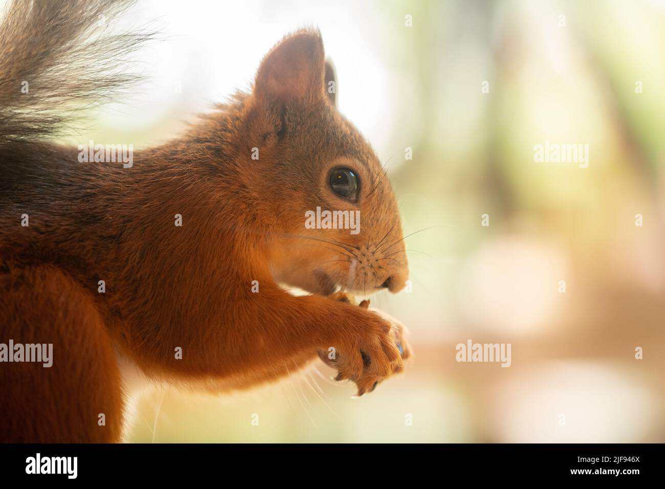 Nature beak eye fall hi-res stock photography and images - Alamy