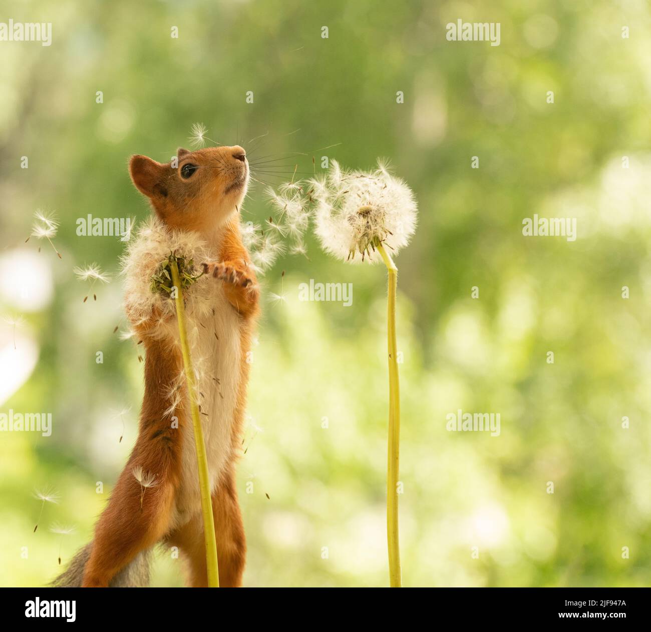 Red Squirrel with an dandelion flower with seeds Stock Photo - Alamy