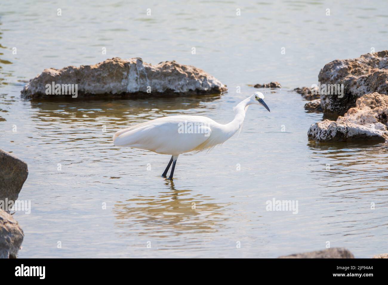 The small white heron or Little egret stands in the lake. Small White ...