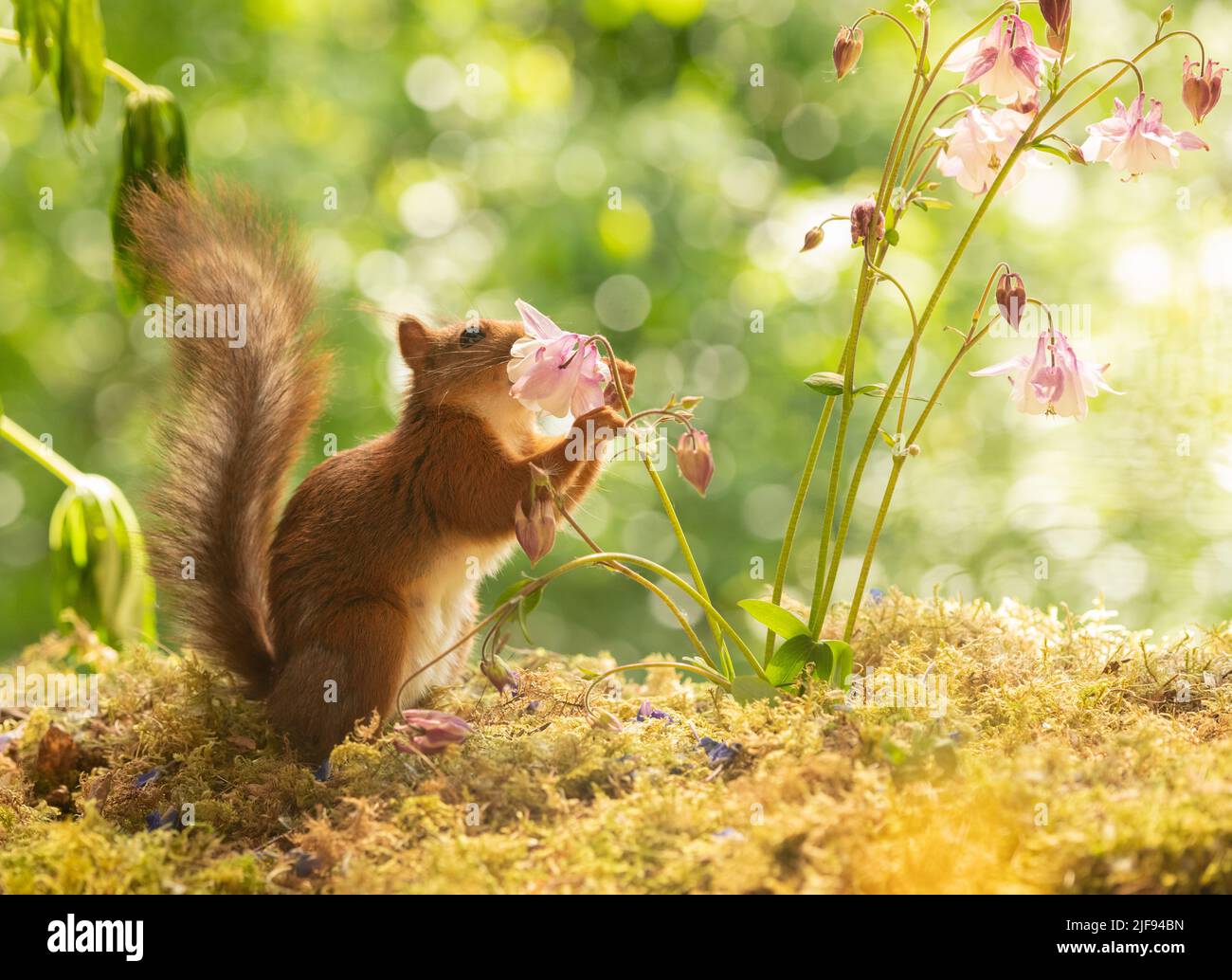 Red Squirrel is smelling Aquilegia flowers Stock Photo - Alamy