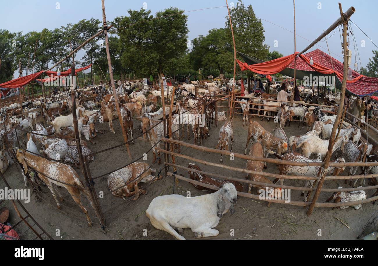 Lahore, Punjab, Pakistan. 28th June, 2022. Pakistani vendors display ...