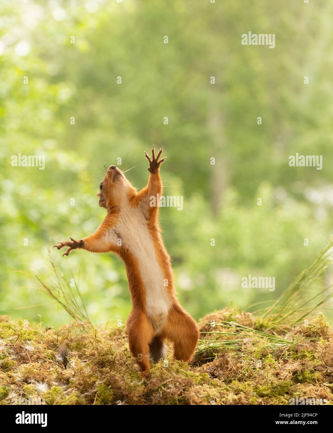 Swedish squirrel hi-res stock photography and images - Alamy