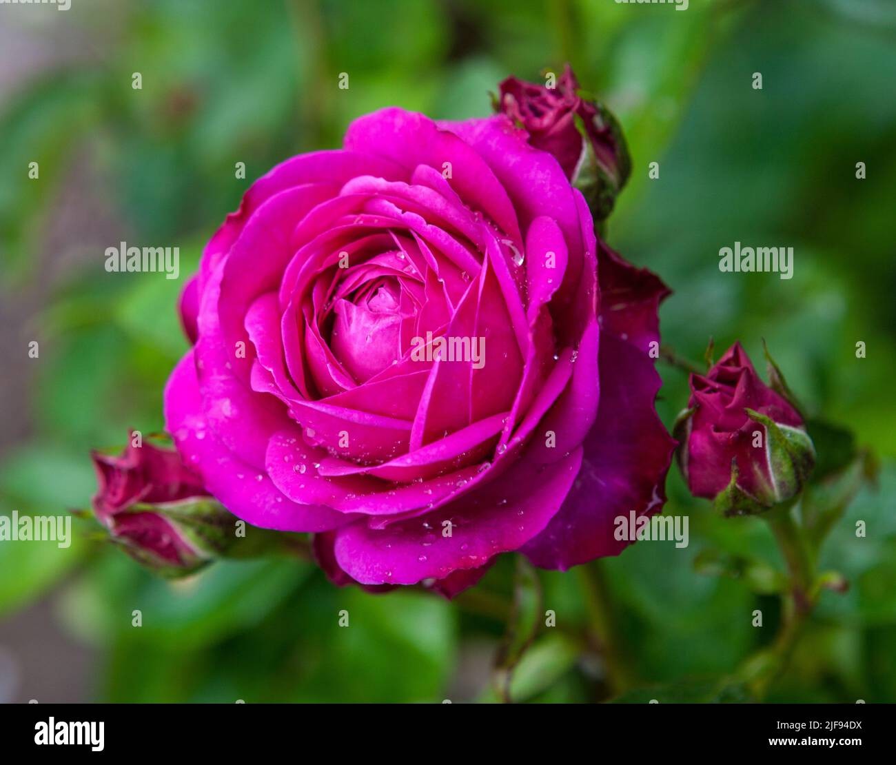 Heidi klum rose hi-res stock photography and images - Alamy