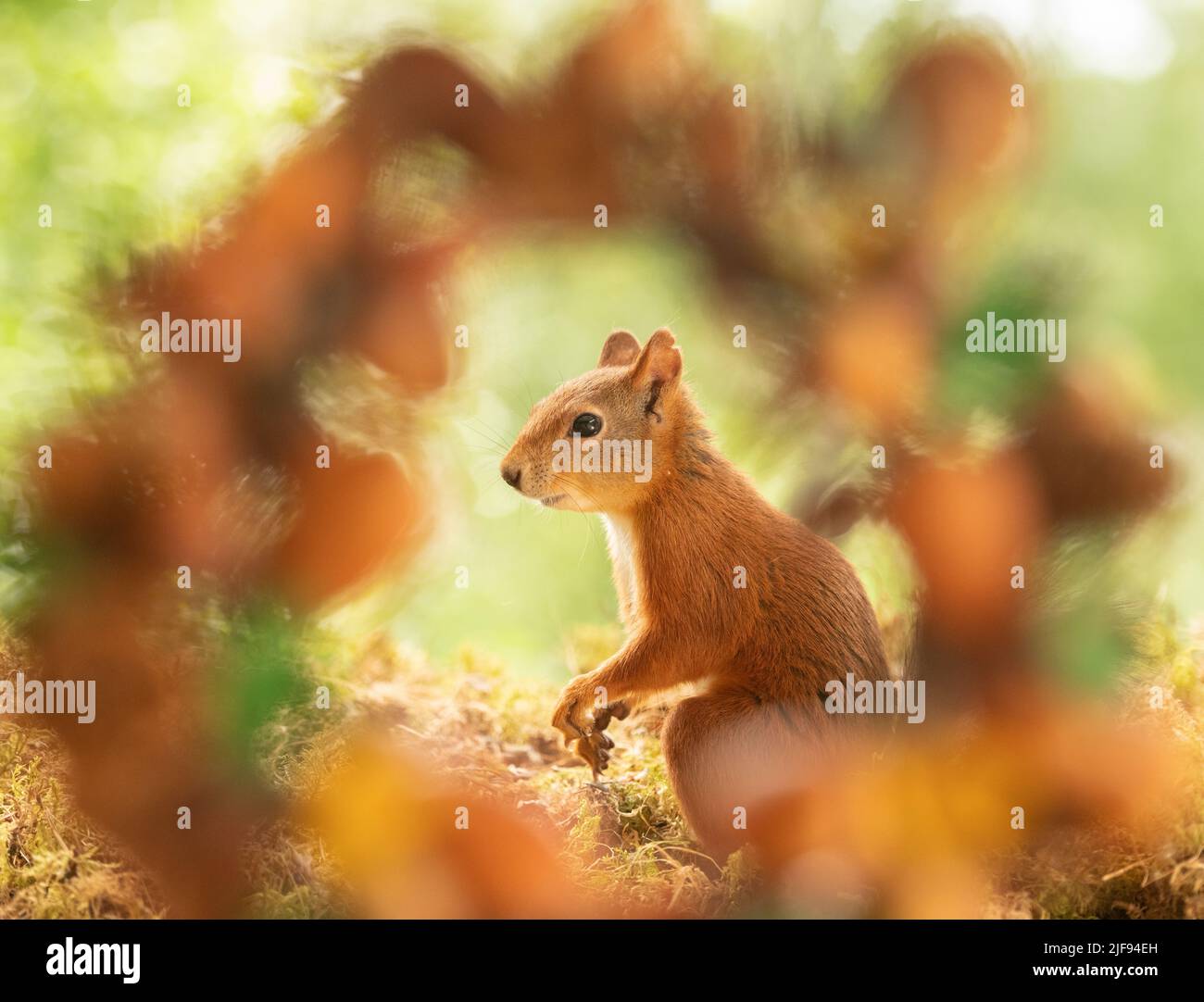 Red Squirrel close up in a frame Stock Photo - Alamy
