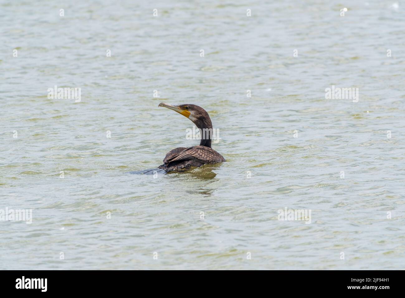 A black cormorant swimming in the sea. The great cormorant ...