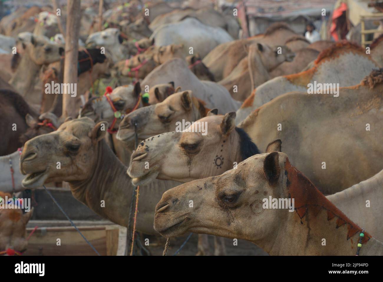 Lahore, Punjab, Pakistan. 28th June, 2022. Pakistani vendors display ...
