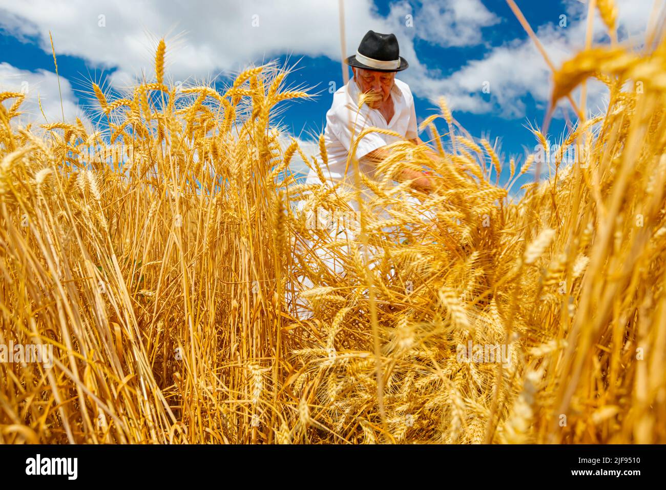 Farmer is reaping wheat manually with a scythe in the traditional rural ...