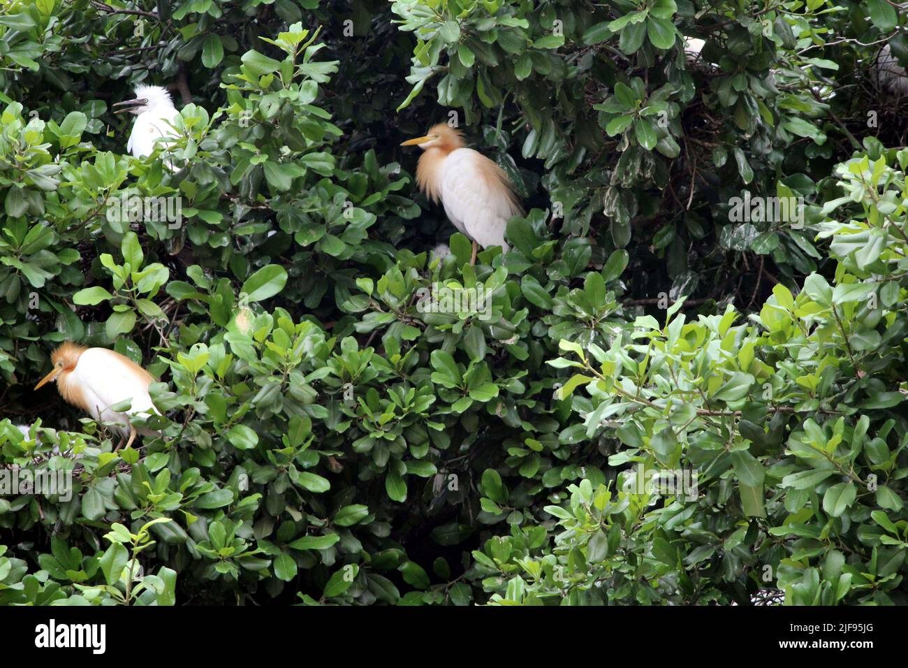 some birds duck sitting on a big tree Stock Photo - Alamy