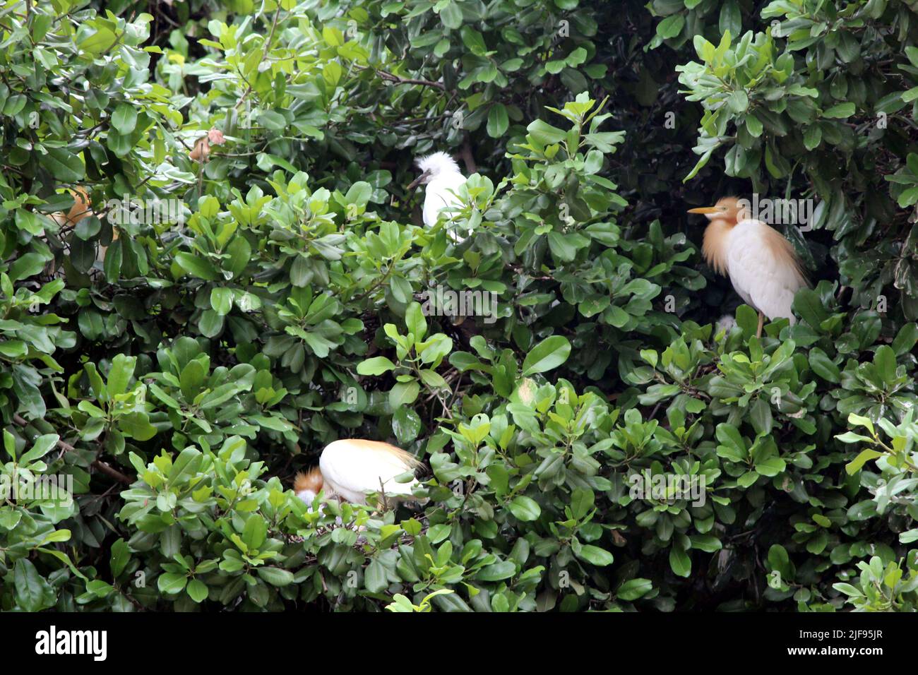 some birds duck sitting on a big tree Stock Photo - Alamy