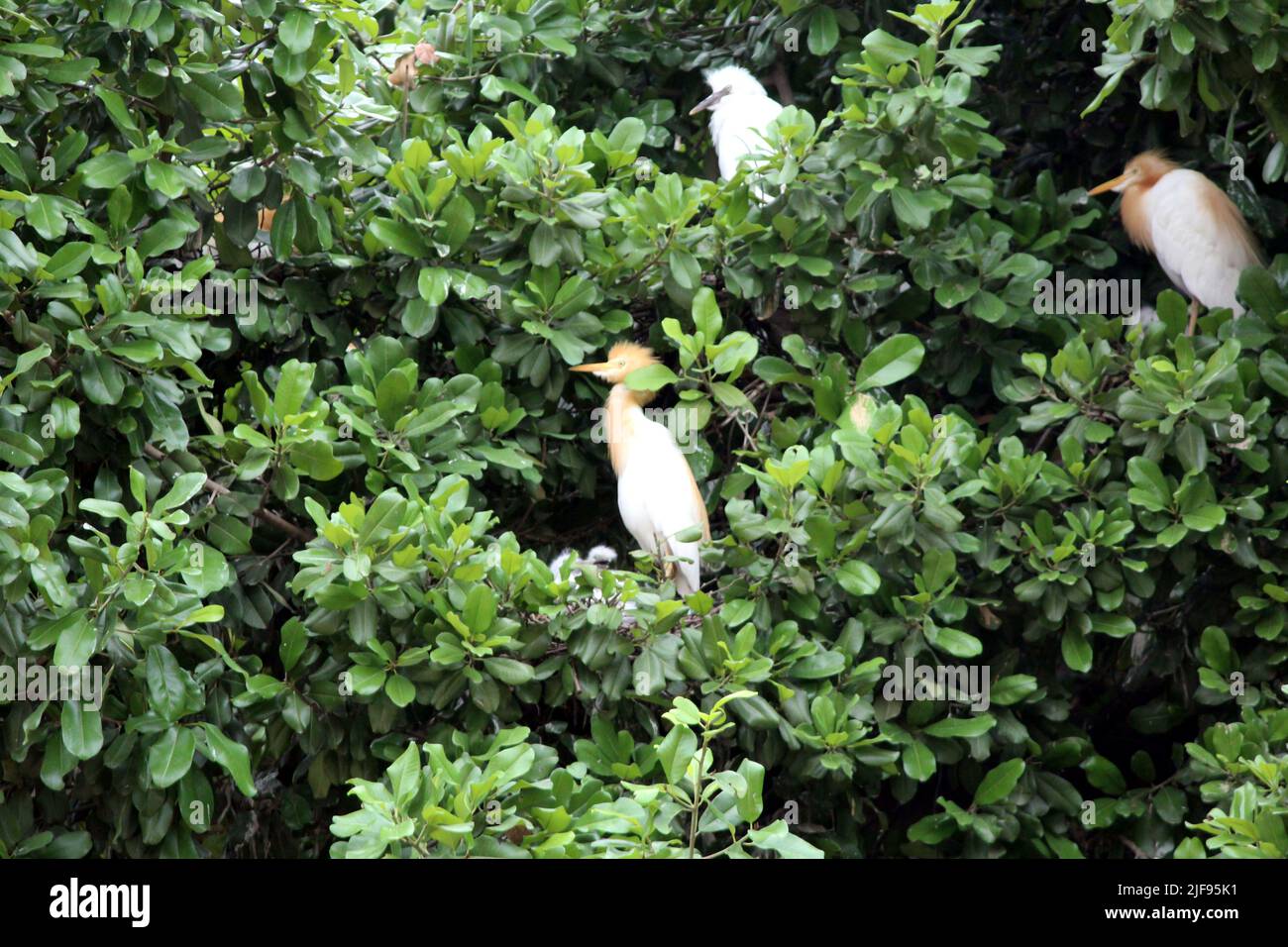 some birds duck sitting on a big tree Stock Photo - Alamy
