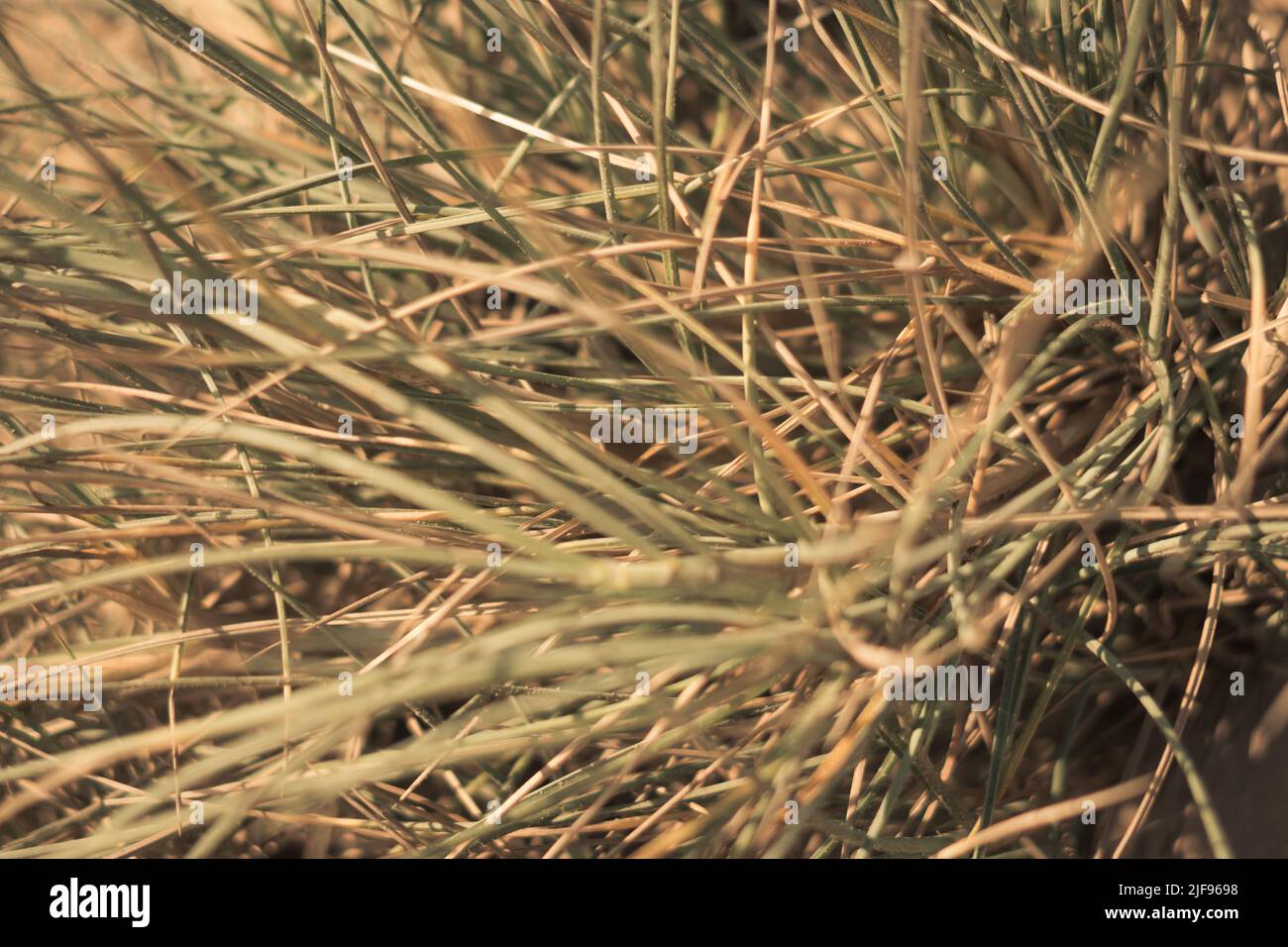 Dry wild needle grass plant herb wallpaper. Savannah soil. Yellow beige ...