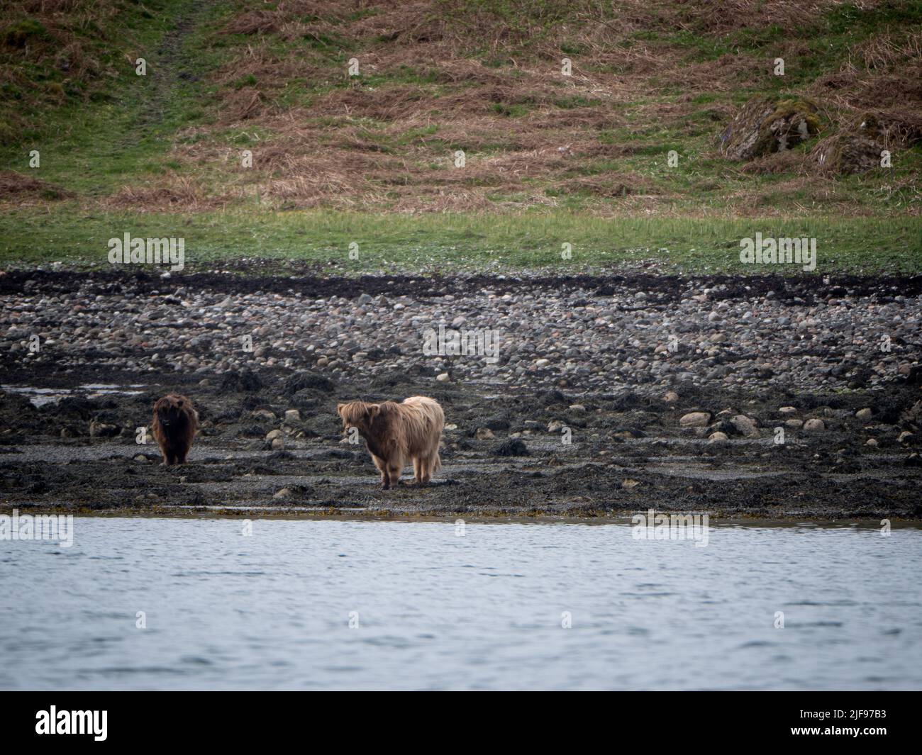 Cattle paddling hi-res stock photography and images - Alamy