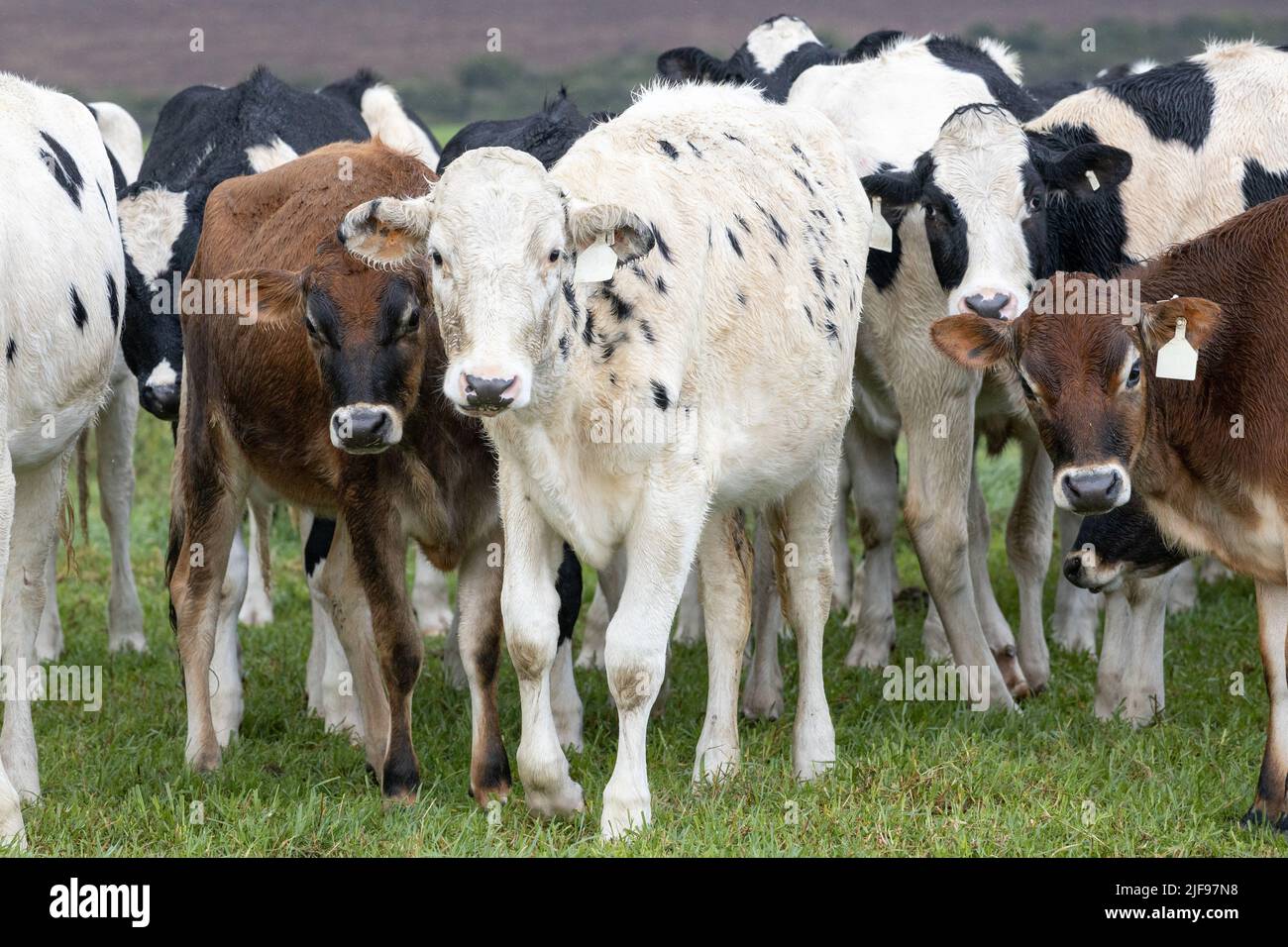 A mixture of Jersey and Holstein dairy cows in a pasture in the Eastern ...
