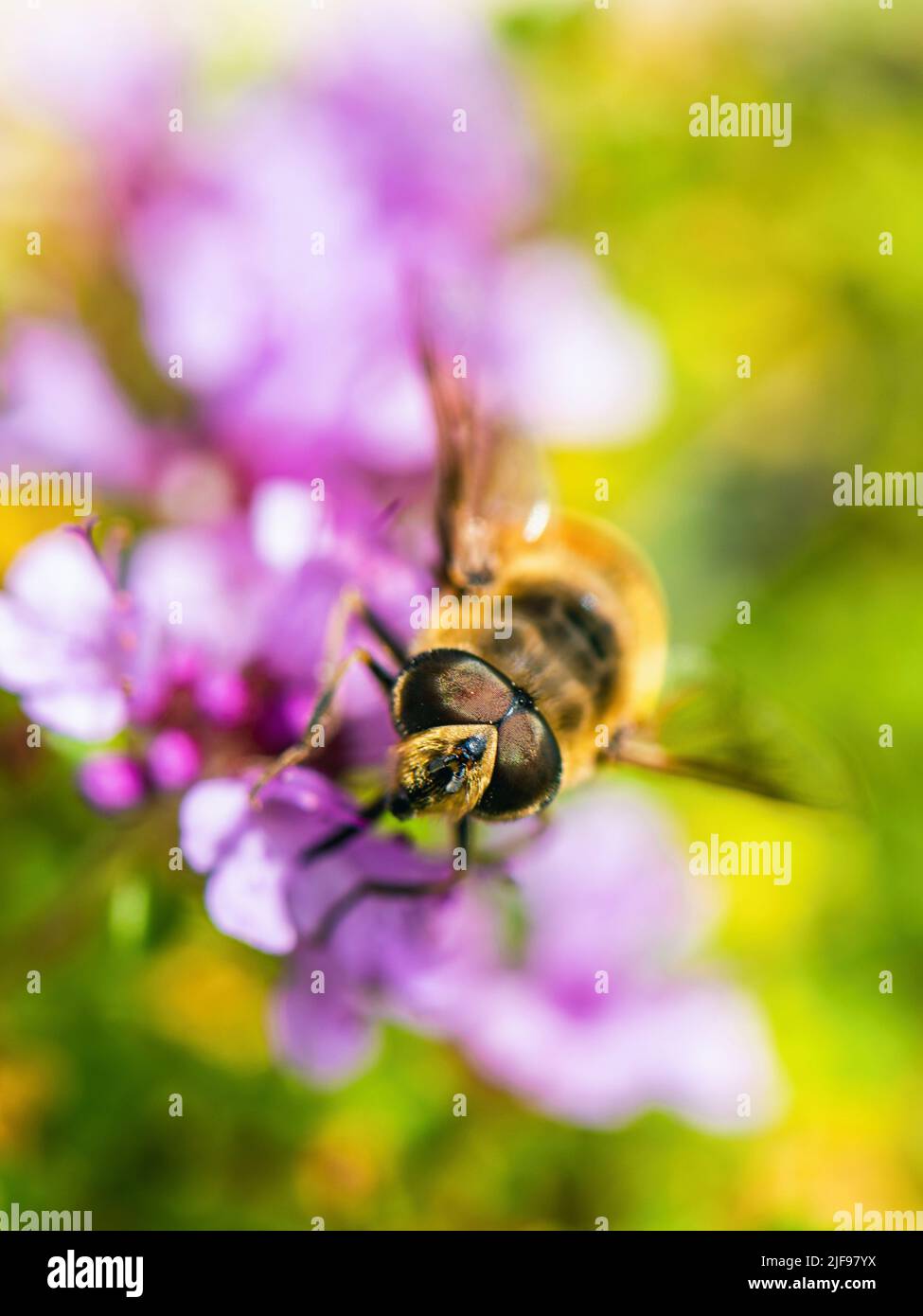 Common Drone Fly, Eristalis tenax on pink flowers Stock Photo - Alamy