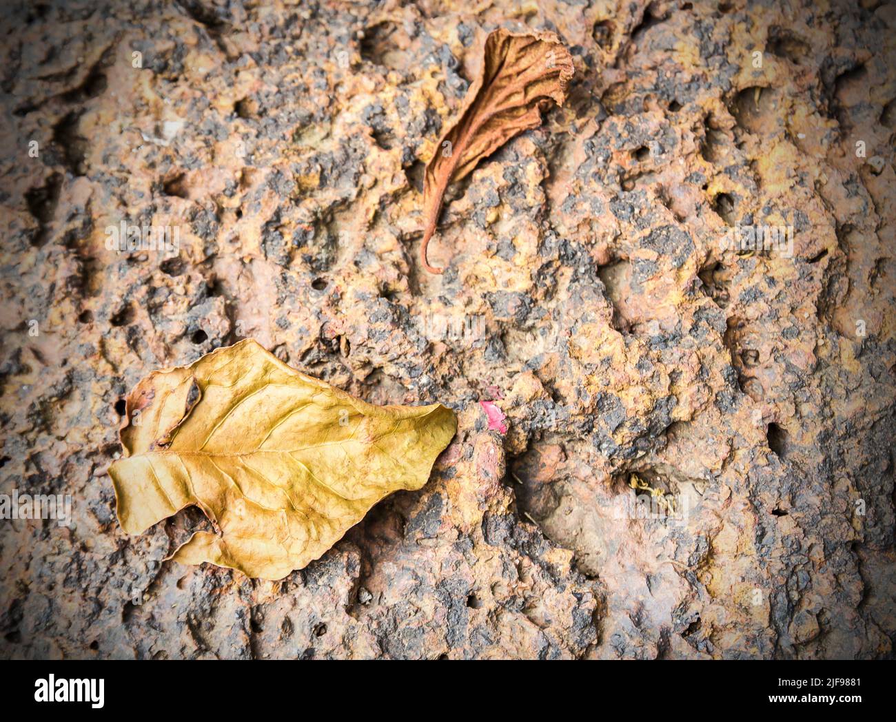 Dry leaf on stone hi-res stock photography and images - Alamy