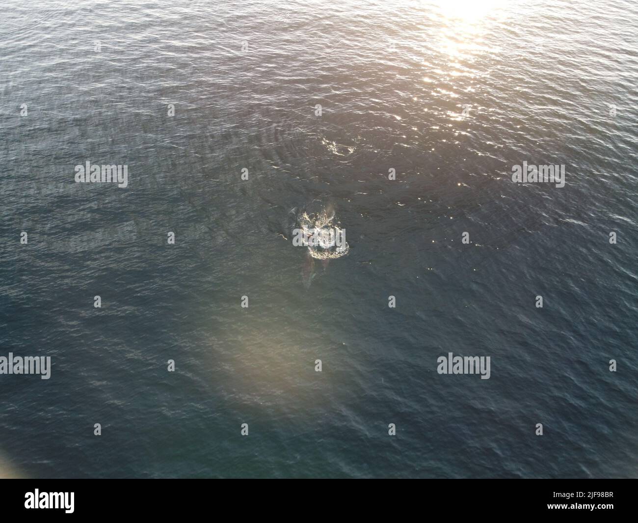 Aerial view of the dolphins slowly swimming in crystal clear turquoise ...