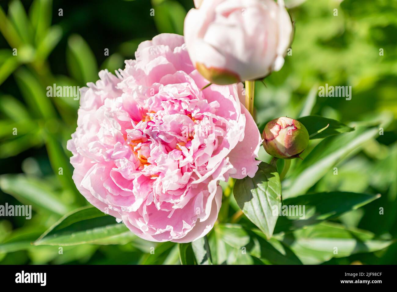 Hursh light hi-res stock photography and images - Alamy
