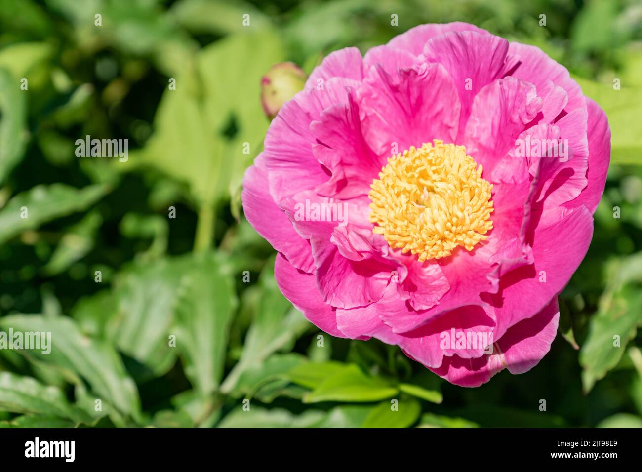 Fern leaf peony Paeonia tenuifolia, bright pink flower with yellow ...