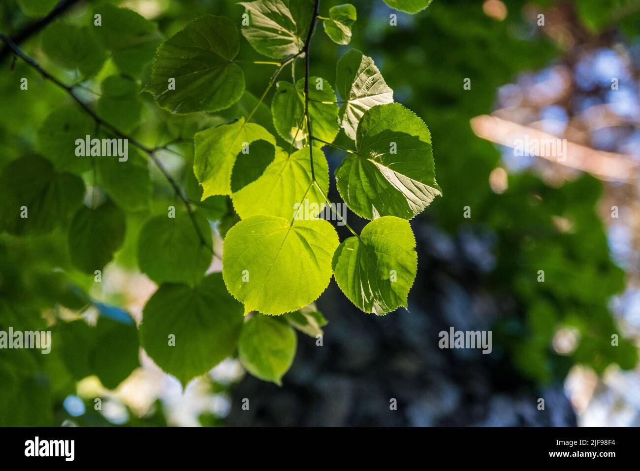 Green foliage of a linden tree in the sun Stock Photo - Alamy