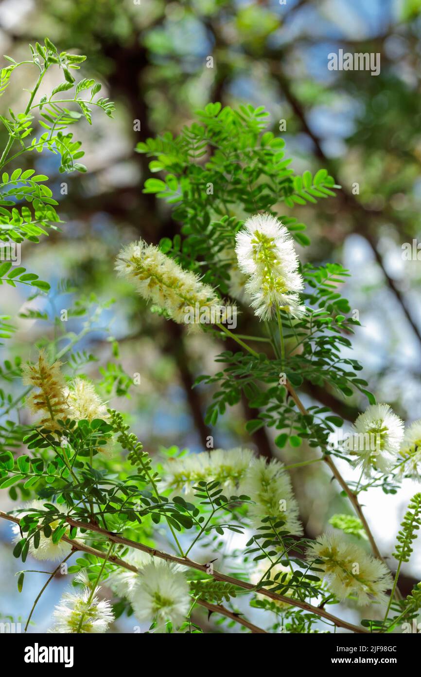 Tropical growing green flora nature texture pattern Stock Photo - Alamy