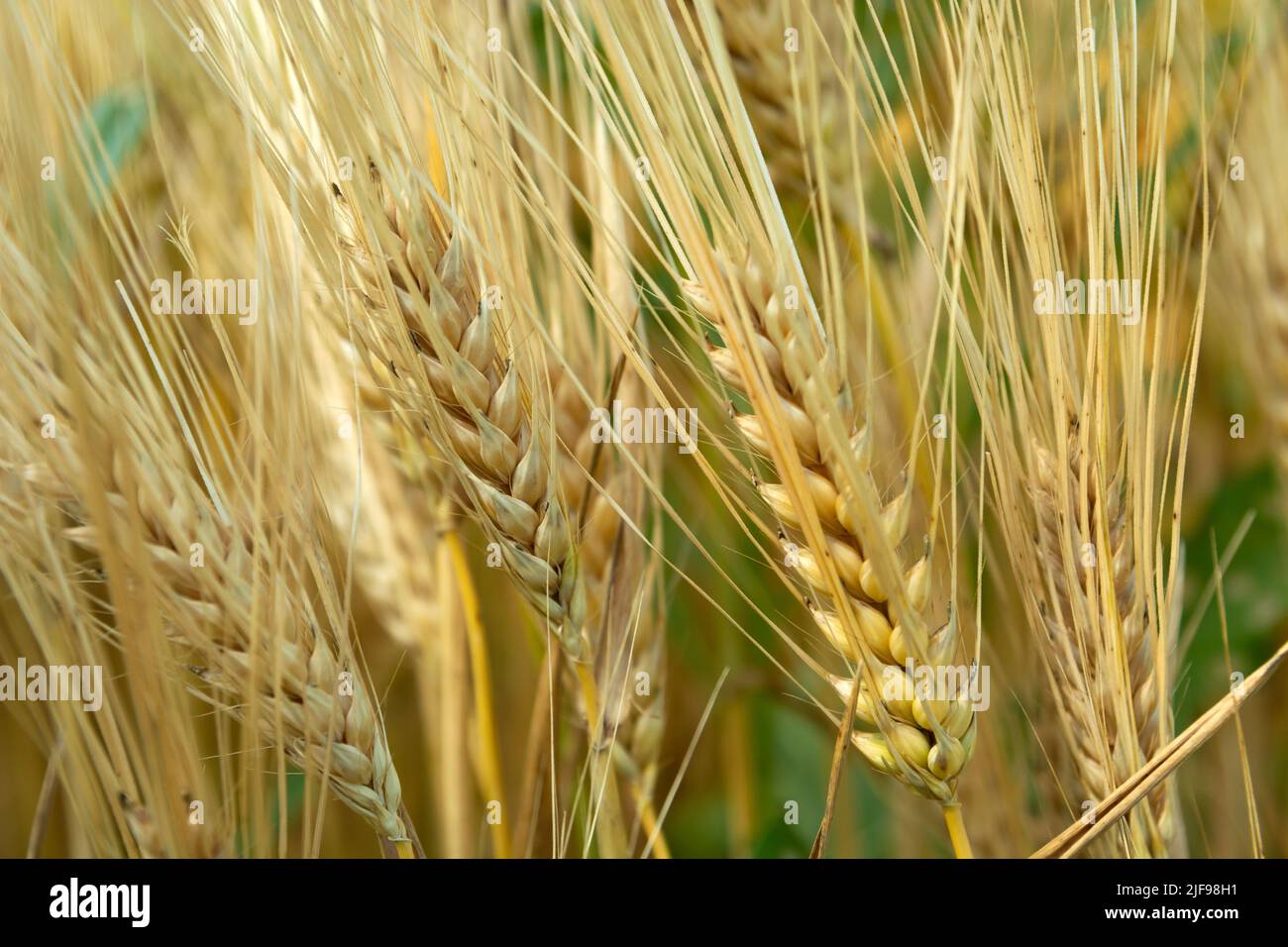 Growing grain hi-res stock photography and images - Alamy