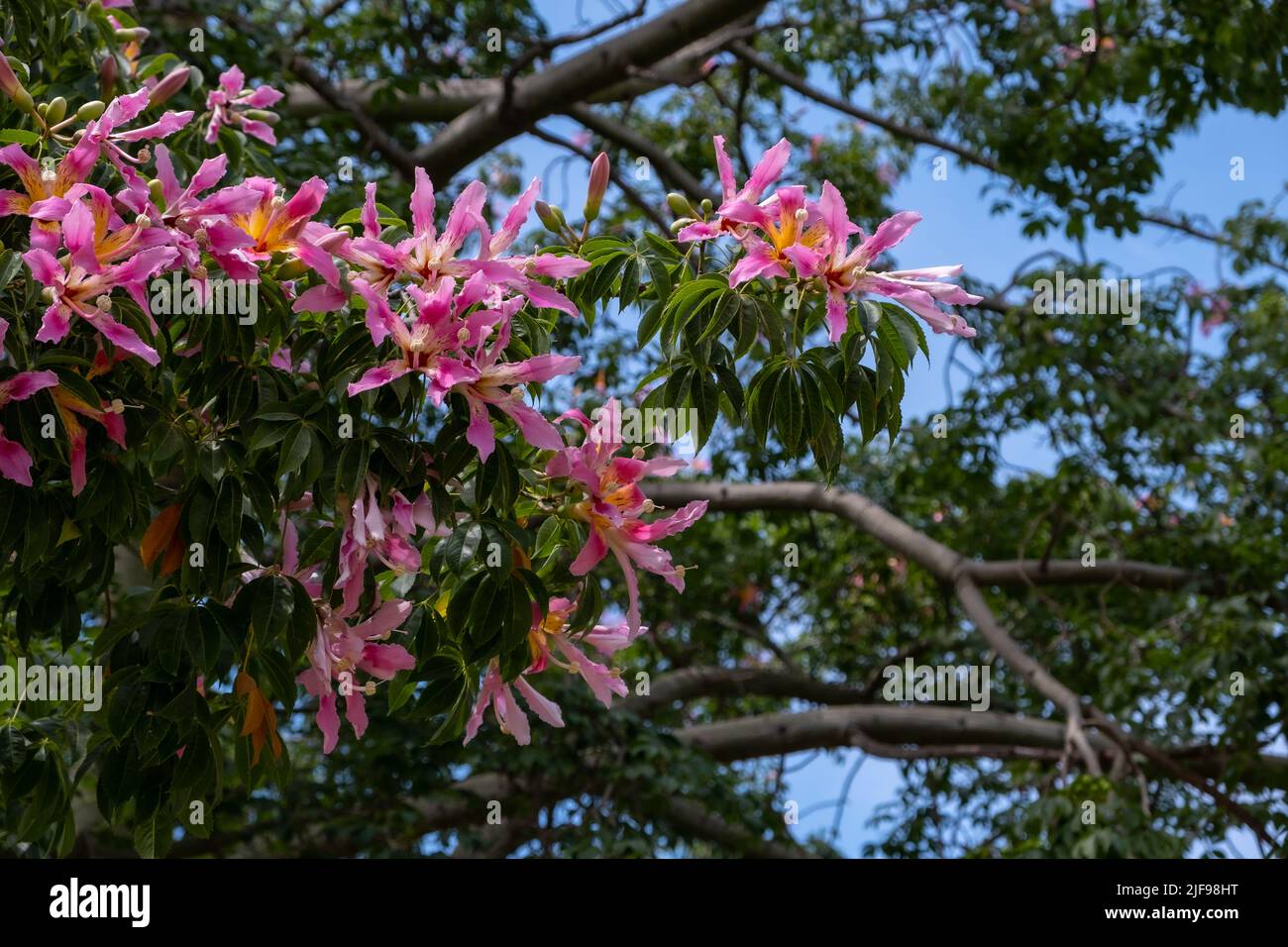 The silk floss flower - Ceiba speciosa, formerly Chorisia speciosa ...