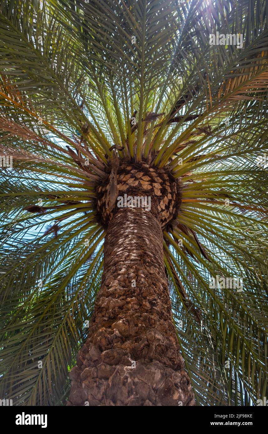 Palm tree trunk and branches, bottom view, background Stock Photo - Alamy