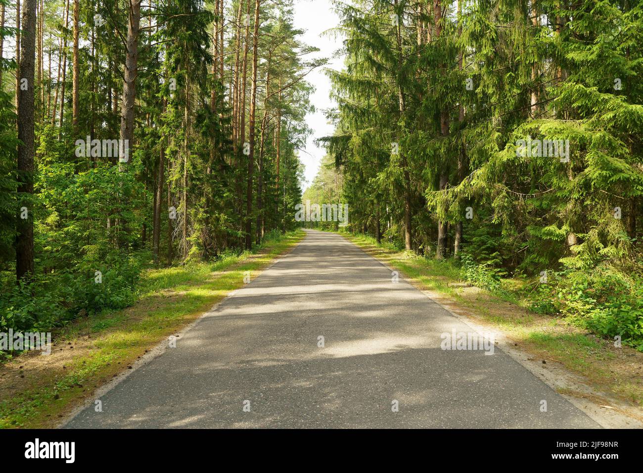 Road in the forest. Long road in summer wild coniferous forest. Spruce ...