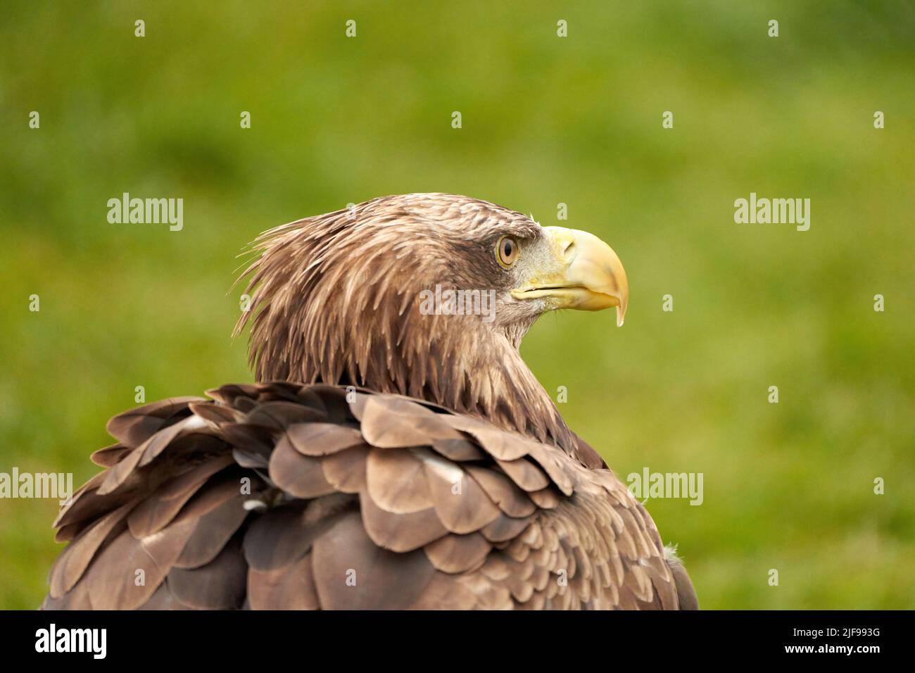 A detailed bald eagle head, yellow bill. The bird sits on the edge of ...