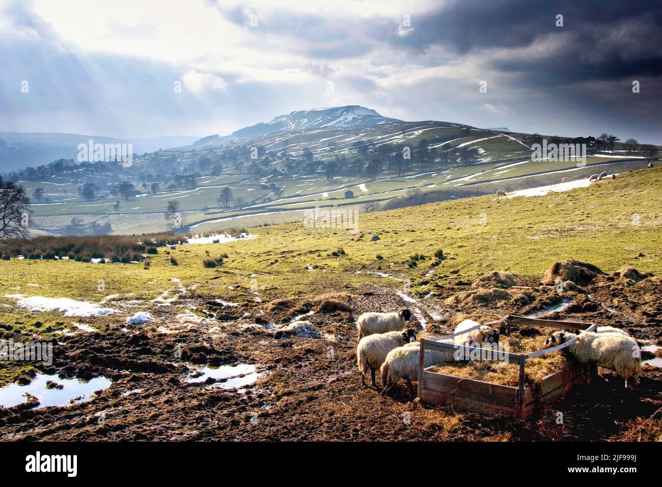 Muddy sheep hi-res stock photography and images - Alamy