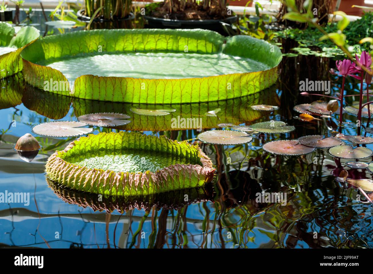 Victoria Regia plants in laguna Stock Photo - Alamy