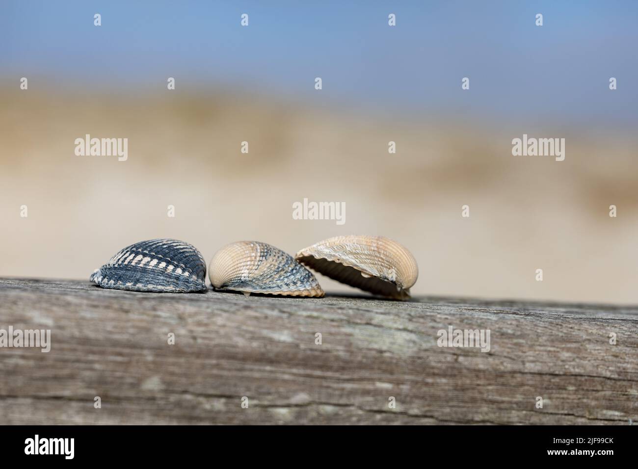 A shallow focus of clam shells on wooden fence with blur background ...