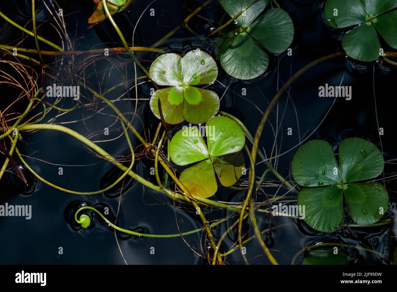 Tropical water lilly flower in laguna Stock Photo - Alamy