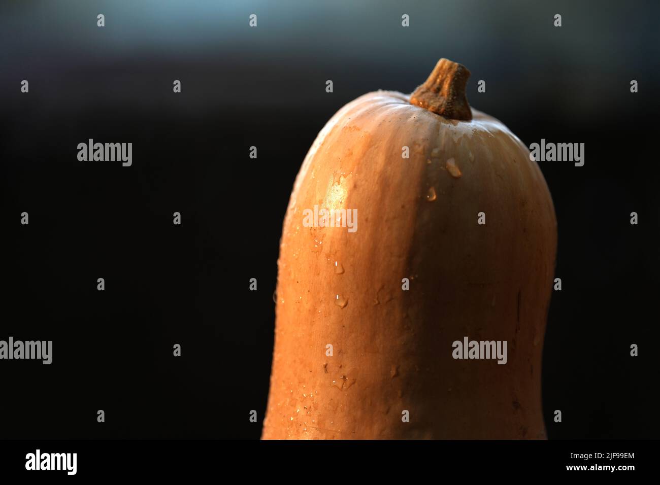 Wet pumpkin butternut squash isolated on black background Stock Photo ...