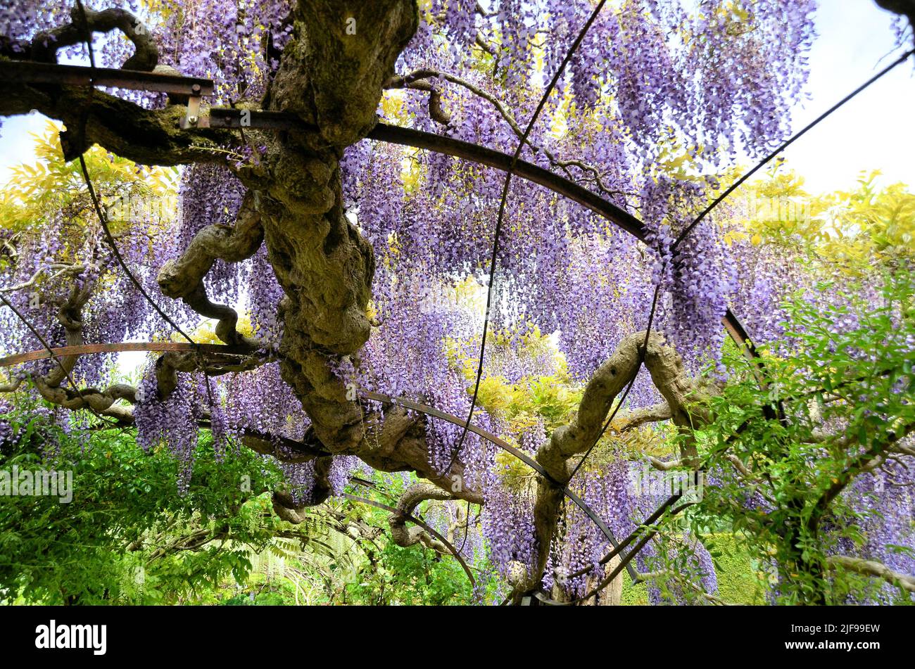 Lavender Wisteria Vine in Bloom Stock Photo - Alamy