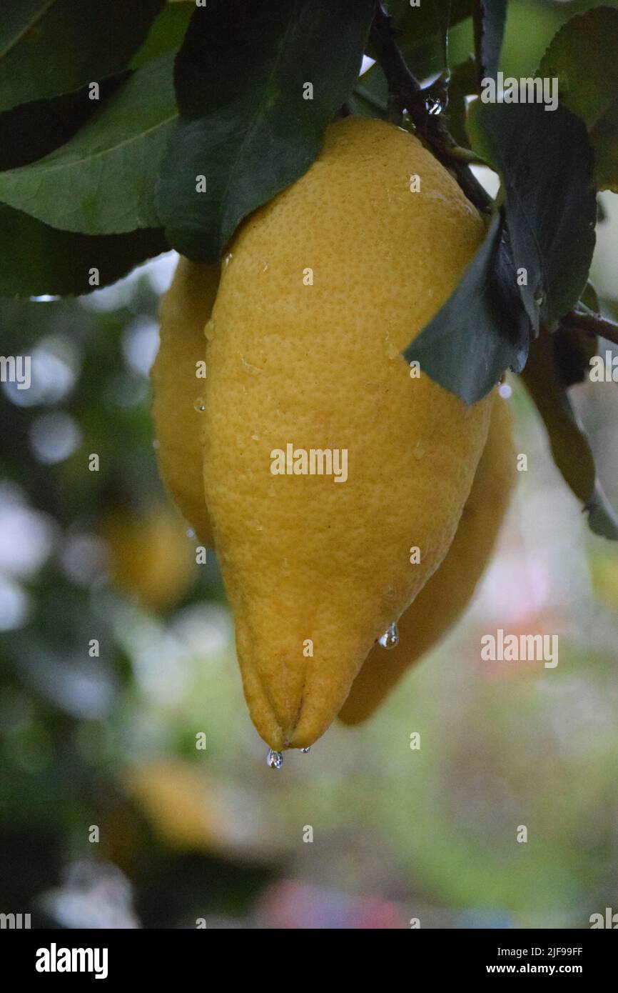A vertical closeup of a lemon growing on a tree with water dripping off ...