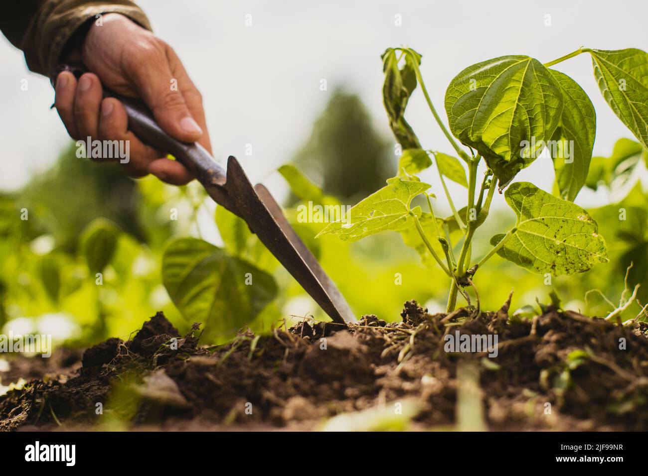 Human hands plant an agricultural seedling in the garden. Cultivated ...