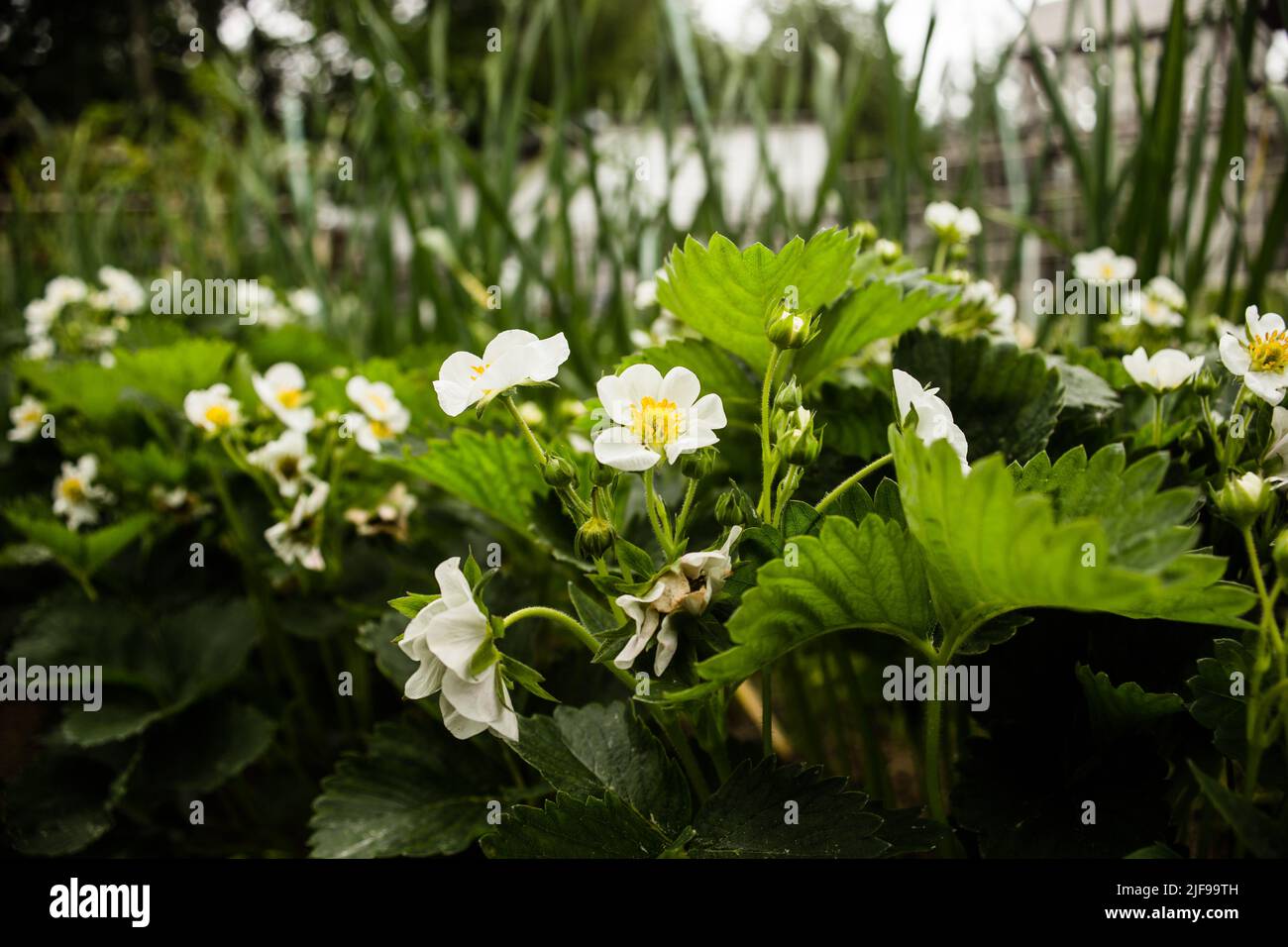 Strawberry crops under the sun. Cultivated land close-up with sprout ...