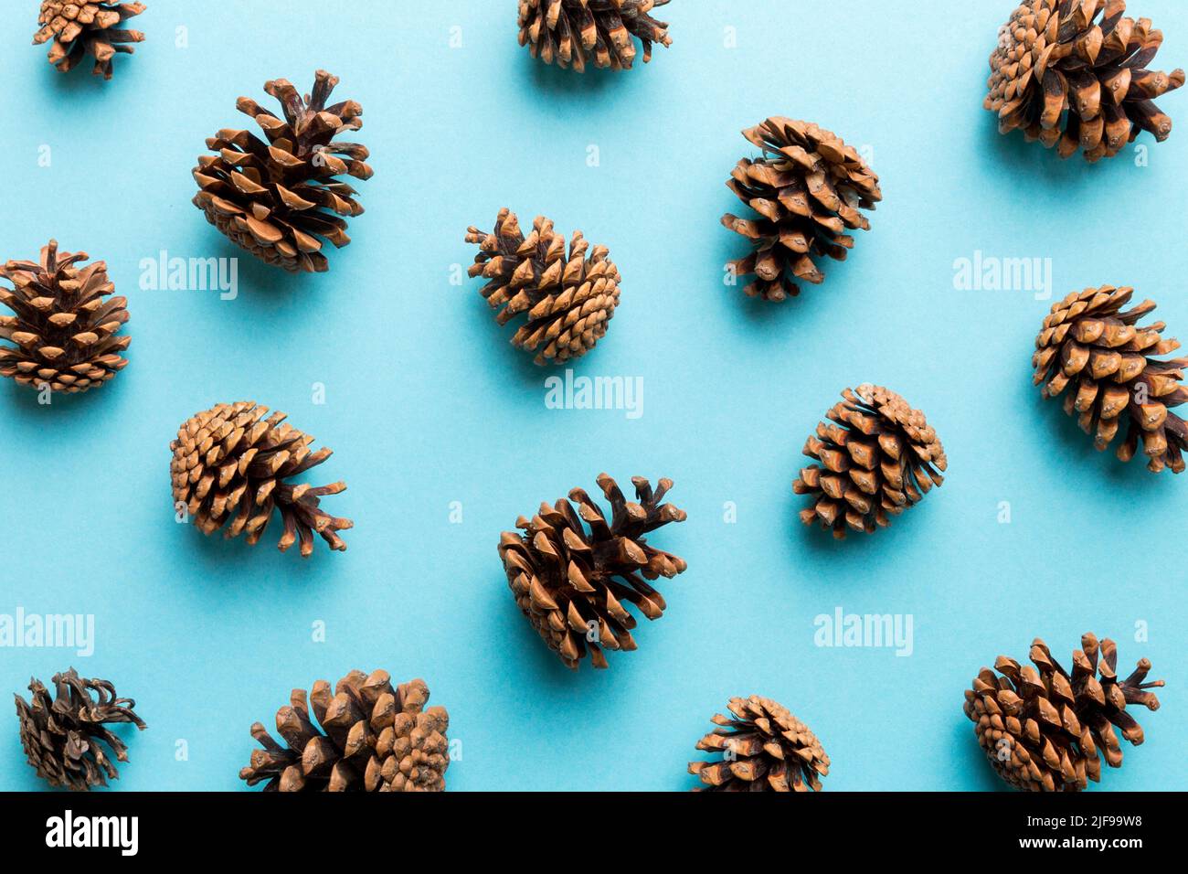 pine cones on colored table. natural holiday background with pinecones ...