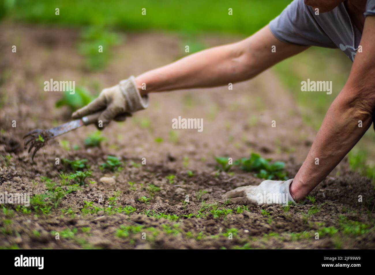 A woman's hand is pinching the grass. Weed and pest control in the ...