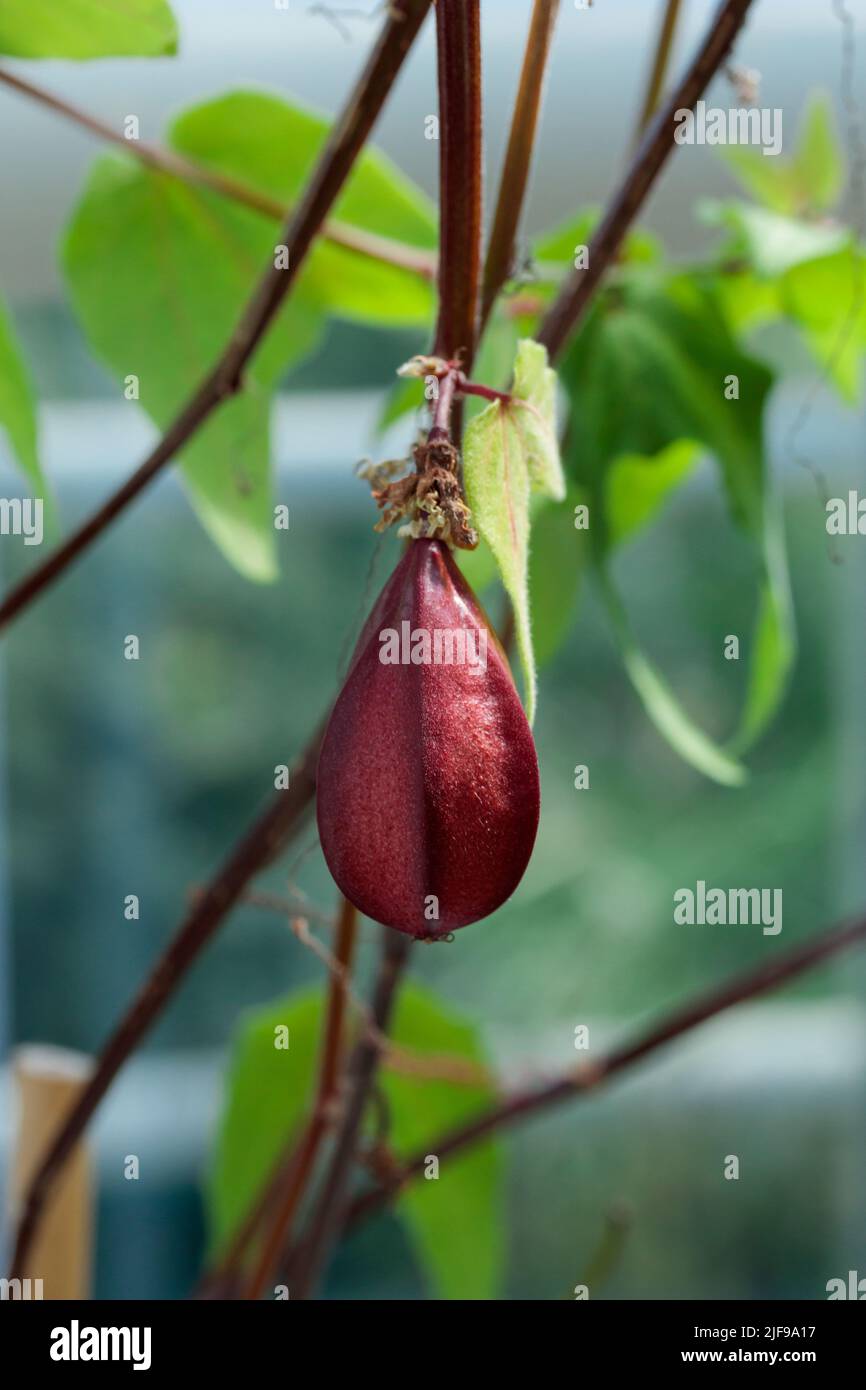 Colorfull pitcher plants, carnivorous plant on a tree Stock Photo - Alamy